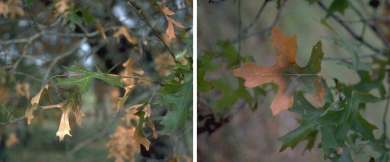 8 Ways to Prevent Oak Wilt from Killing Your Oak Trees | Aspen Tree Service