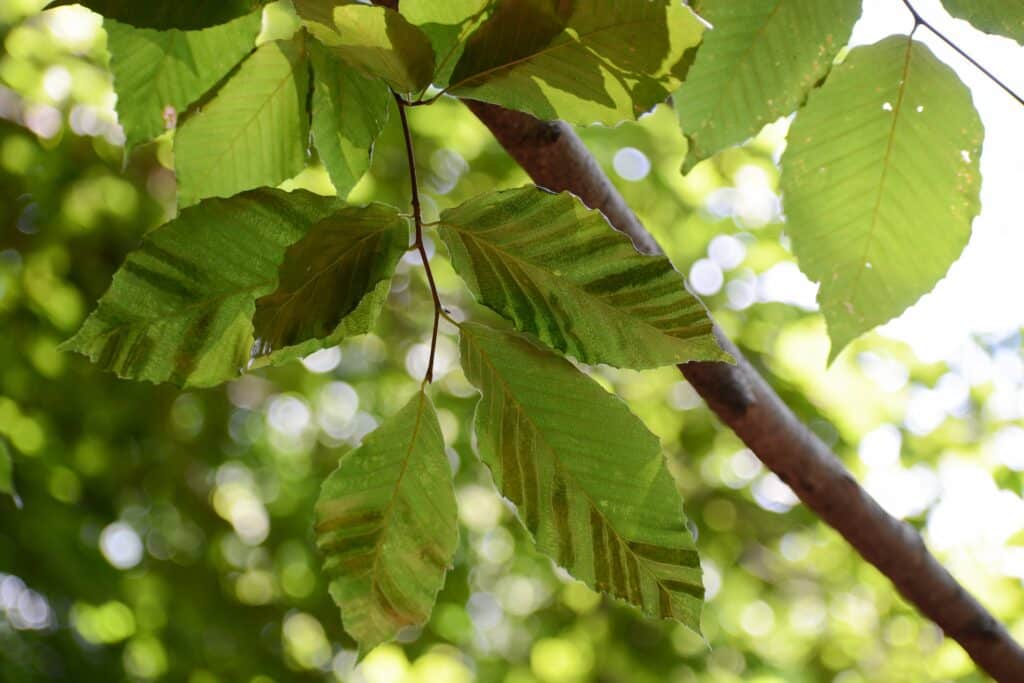 Guide to Insect Pests and Diseases of Trees in Northern NJ | Aspen Tree ...